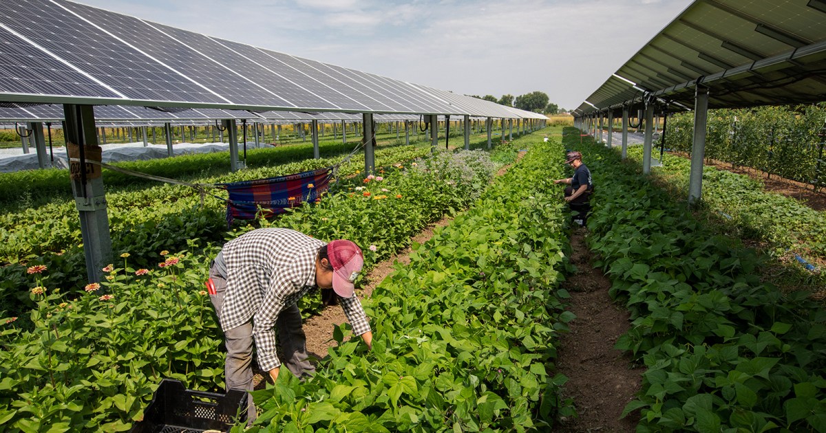 Agrivoltaics let farmland serve double duty