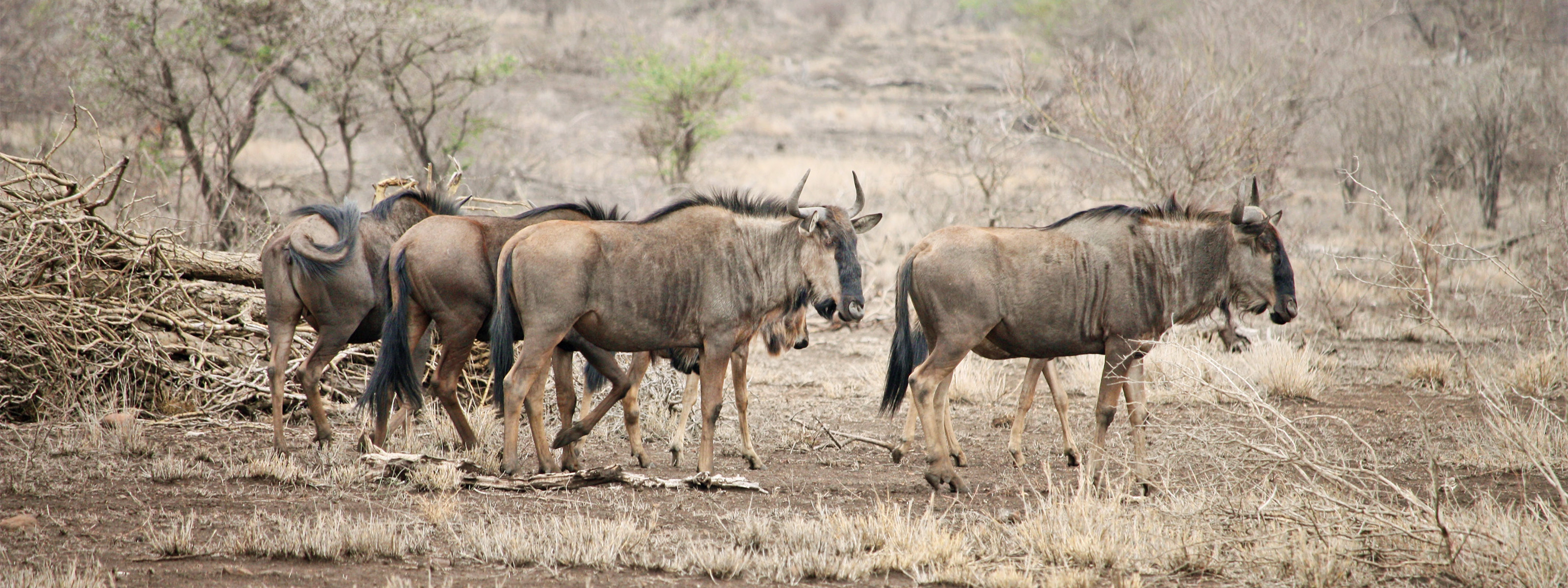 Assisted colonization could save endangered species