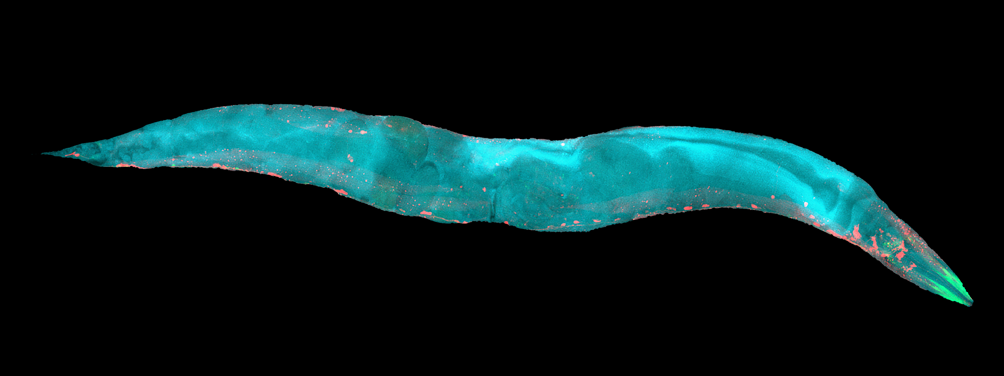 Genetically modified worms sniff out cancer in urine