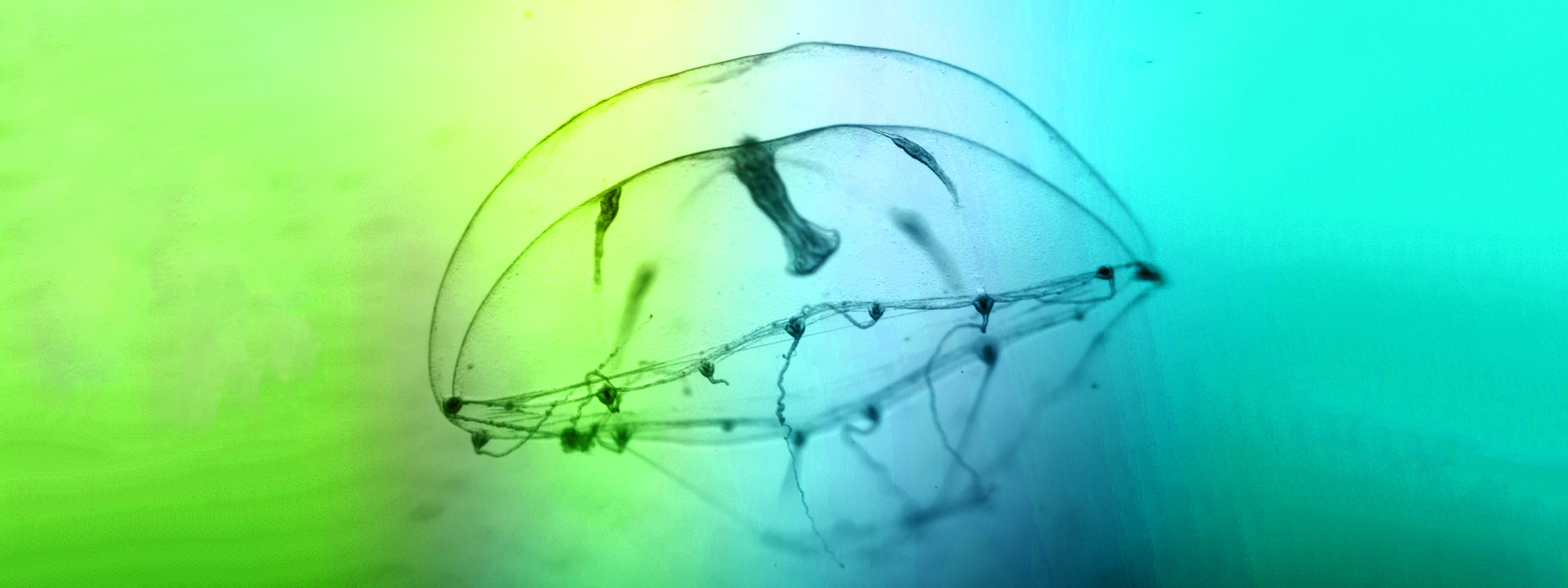 Caltech is lighting up the ancient, alien jellyfish nervous system