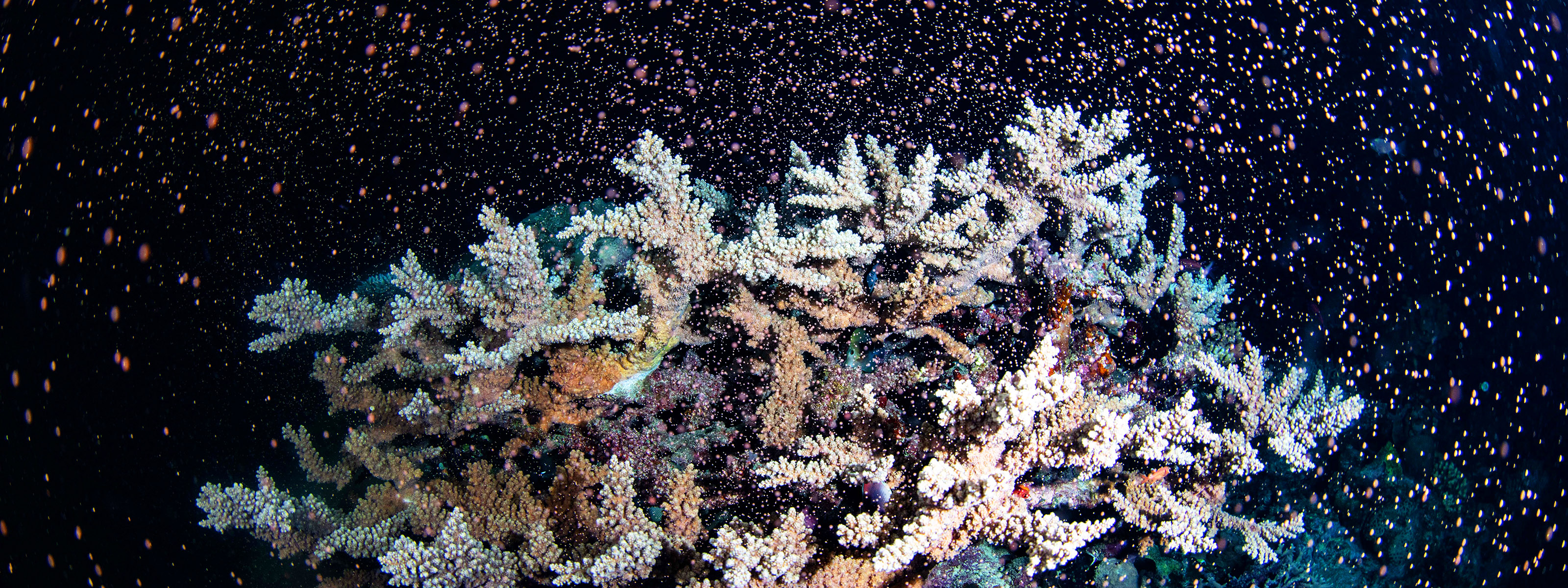 Magical coral spawning event gives reefs renewed hope