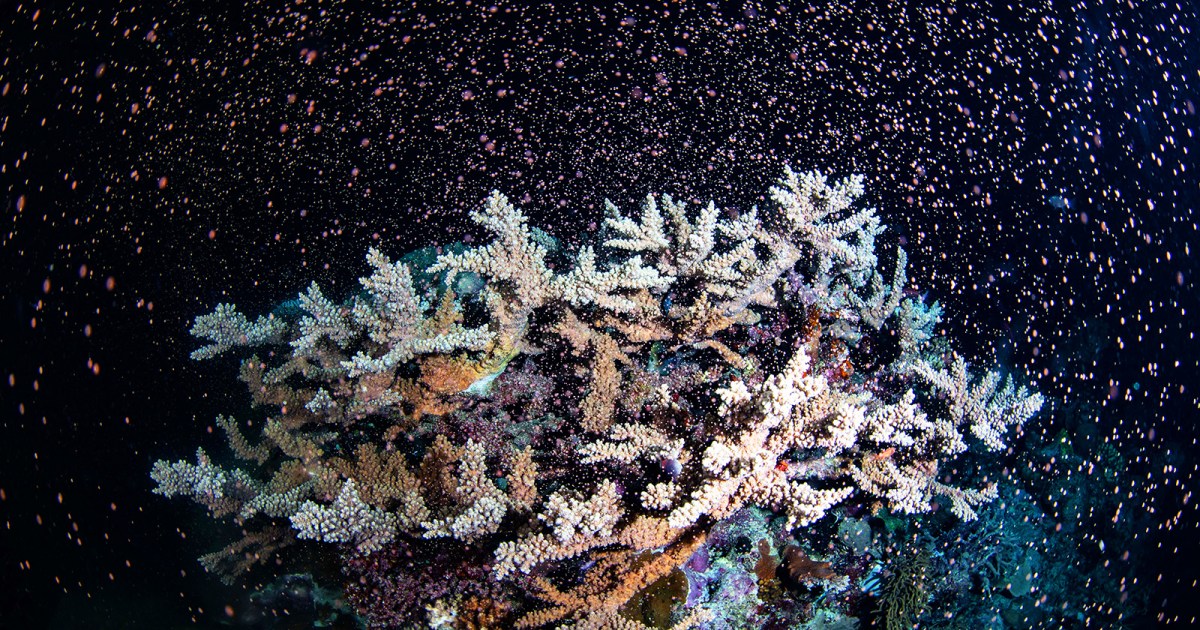Magical coral spawning event gives reefs renewed hope