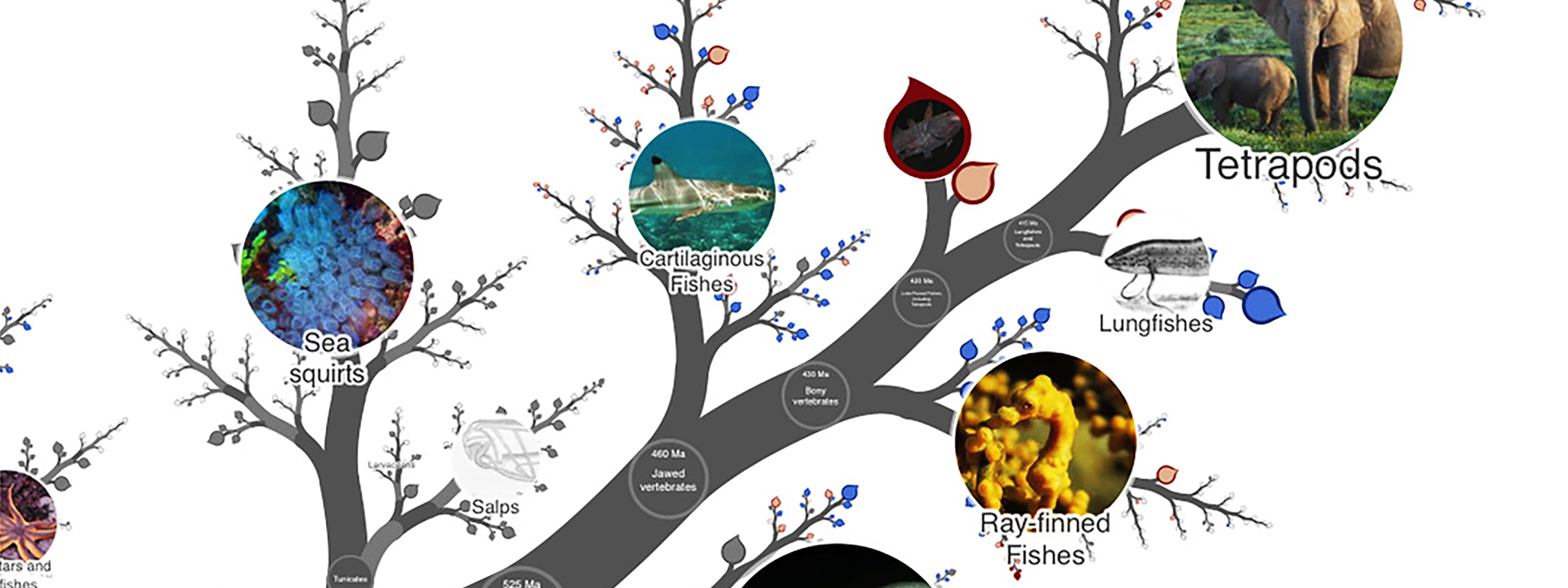 Online tree of life now connects 2.2 million living species