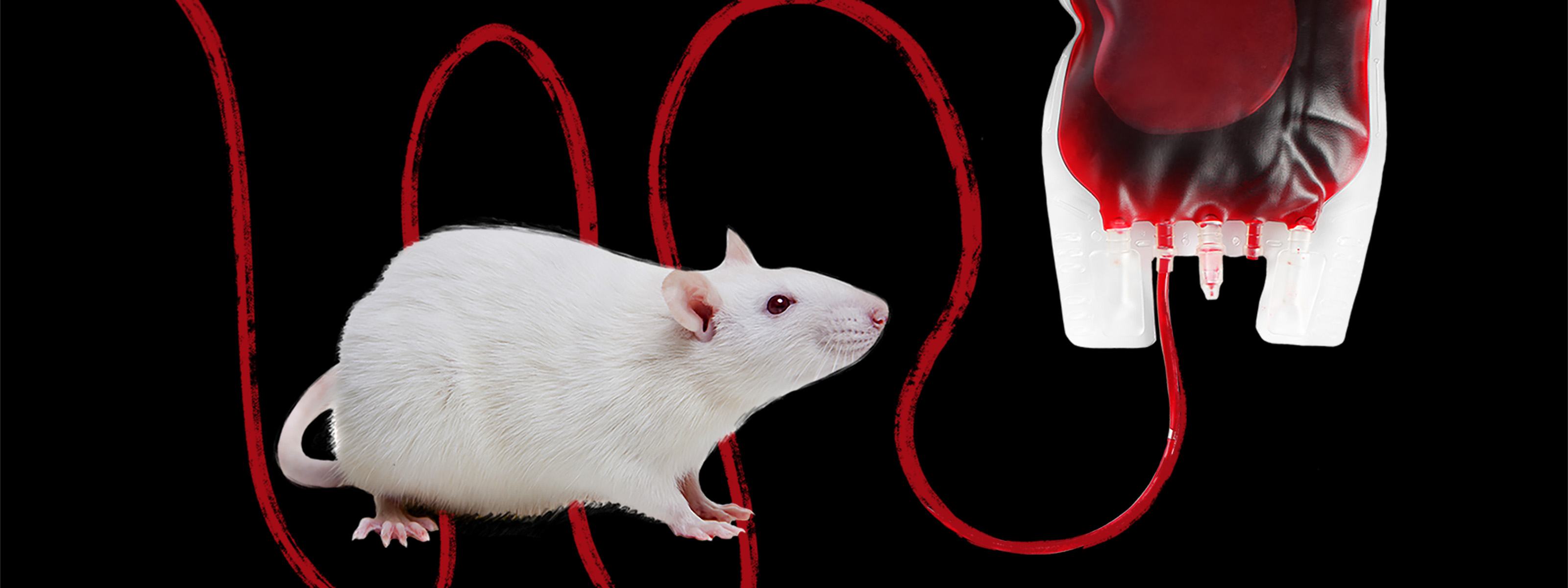 Why do “young blood” transfusions help aging mice?