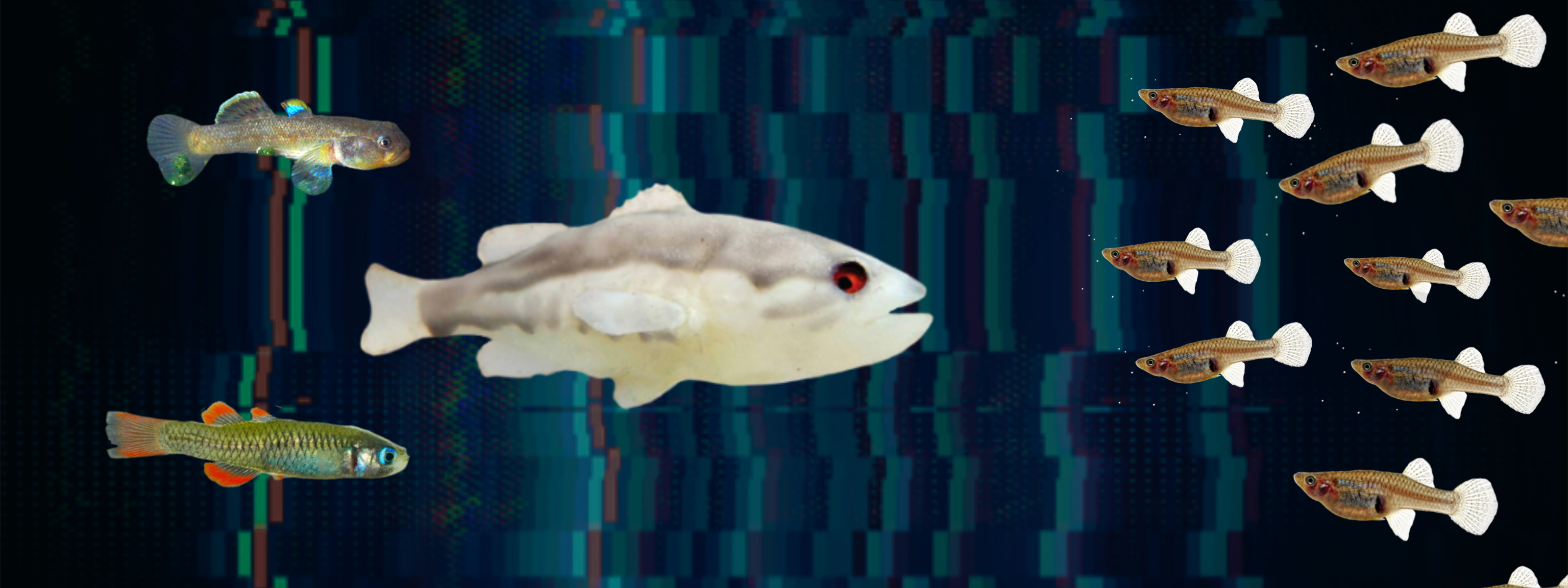 Using robotic fish to harness the “ecology of fear”