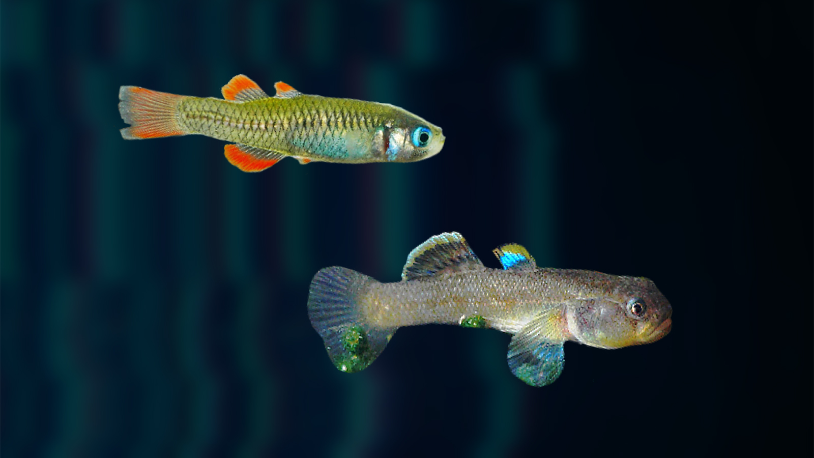 Using robotic fish to harness the “ecology of fear”