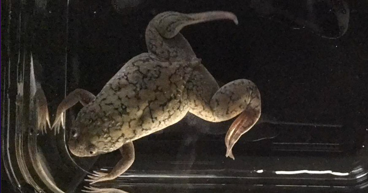 “BioDome” triggers near-complete limb regeneration in frogs