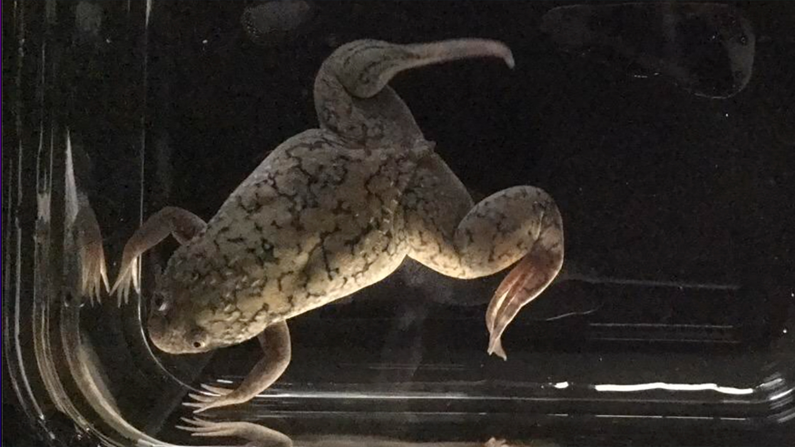 “BioDome” triggers near-complete limb regeneration in frogs