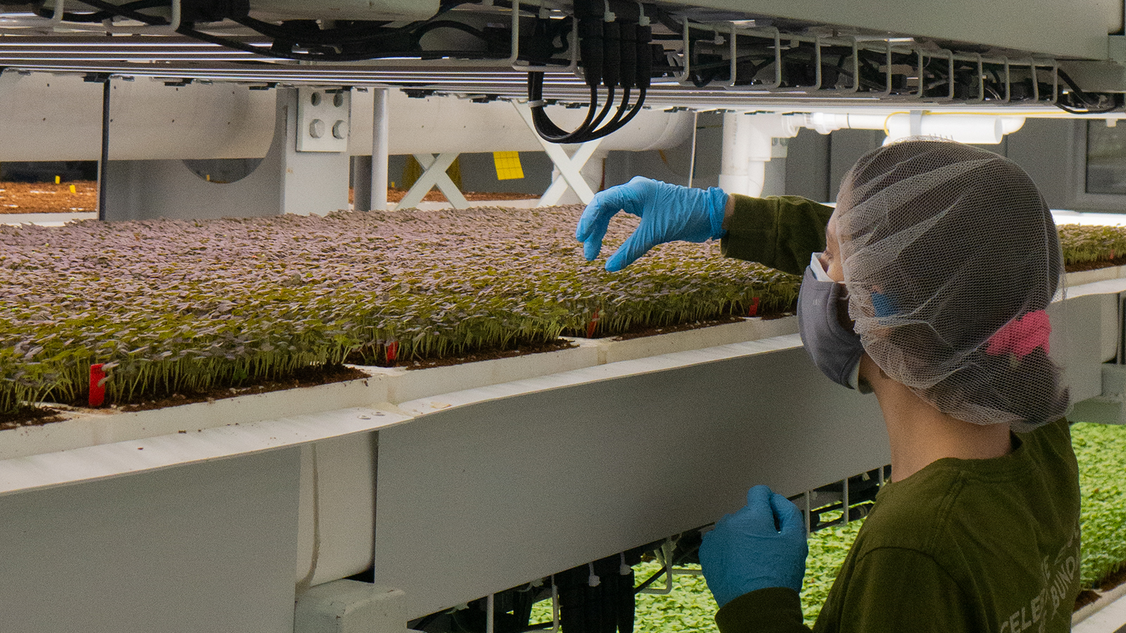 The world’s largest vertical farm is opening in Pennsylvania