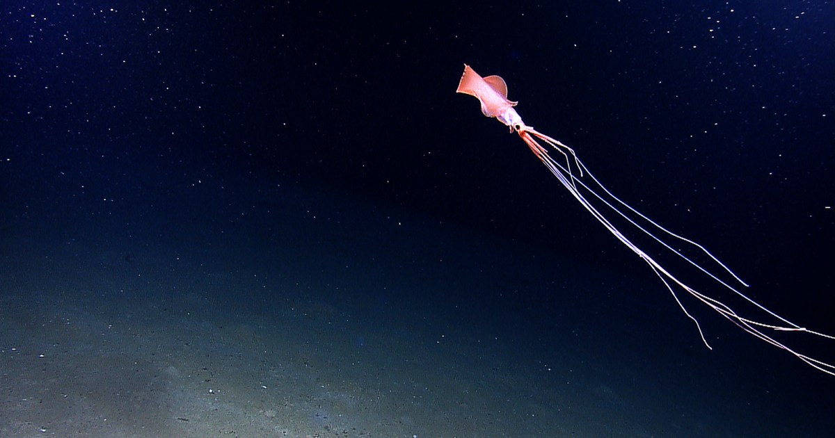 Rare footage of bigfin squid, 1.5 miles deep