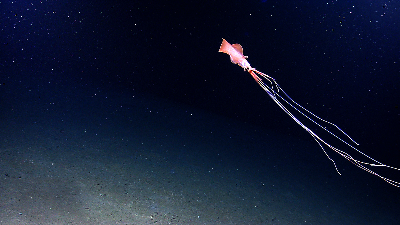 Rare footage of bigfin squid, 1.5 miles deep
