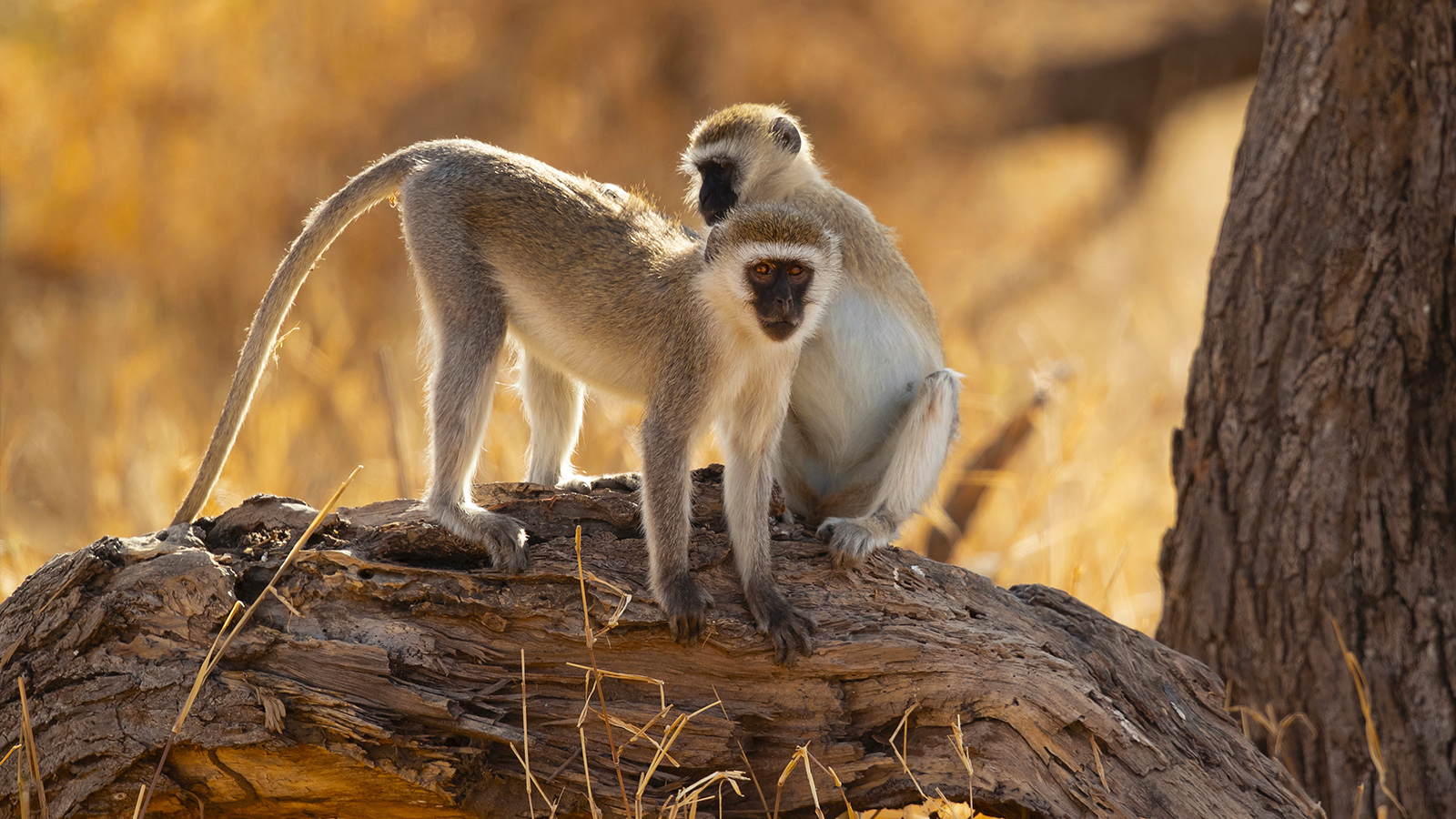 Monkeys’ alcohol consumption drops 50% after hormone therapy