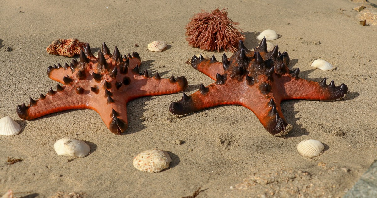Diamond-like starfish skeleton unlike any discovered in nature