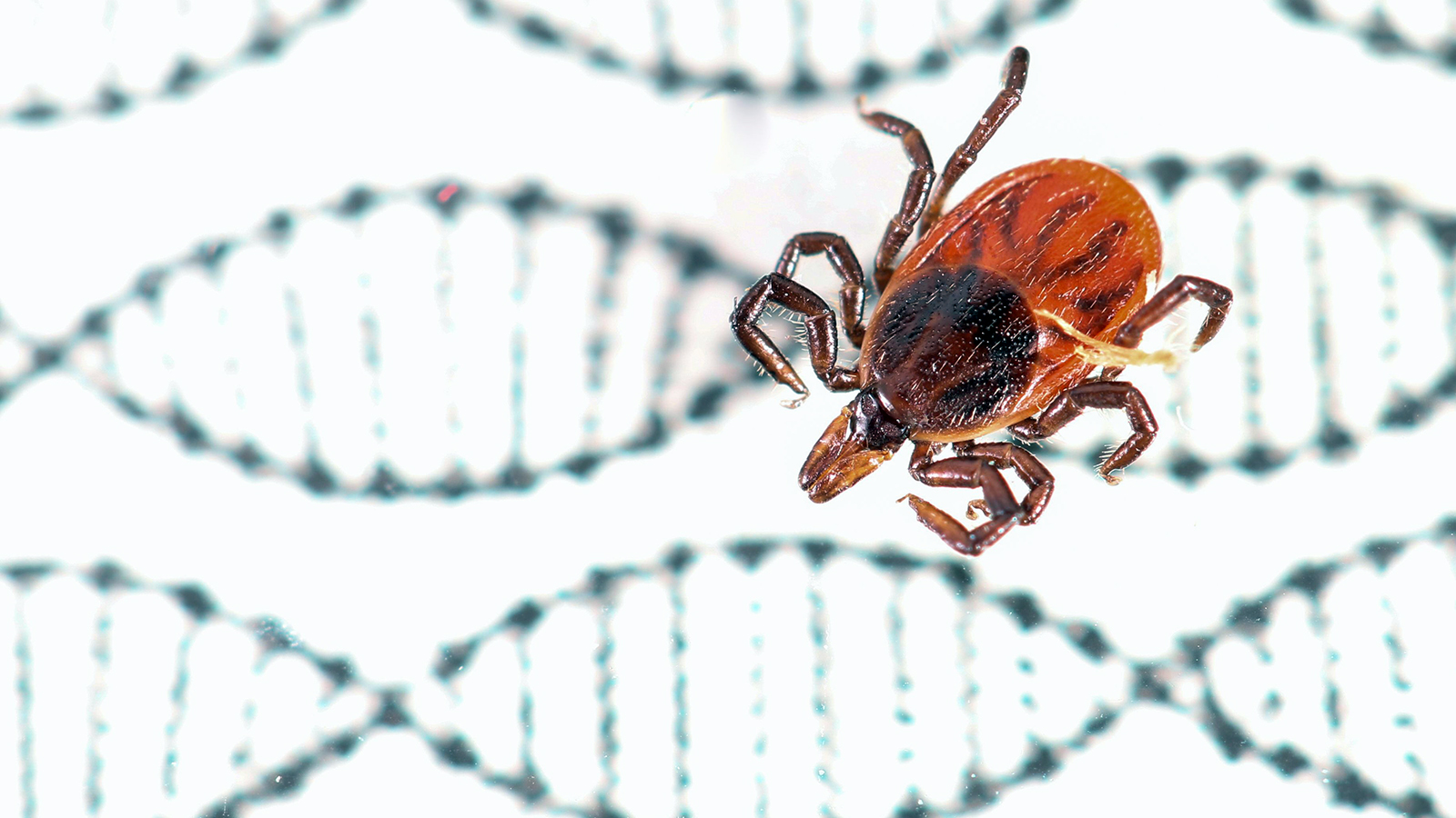 We can now use CRISPR to fight tick-borne diseases
