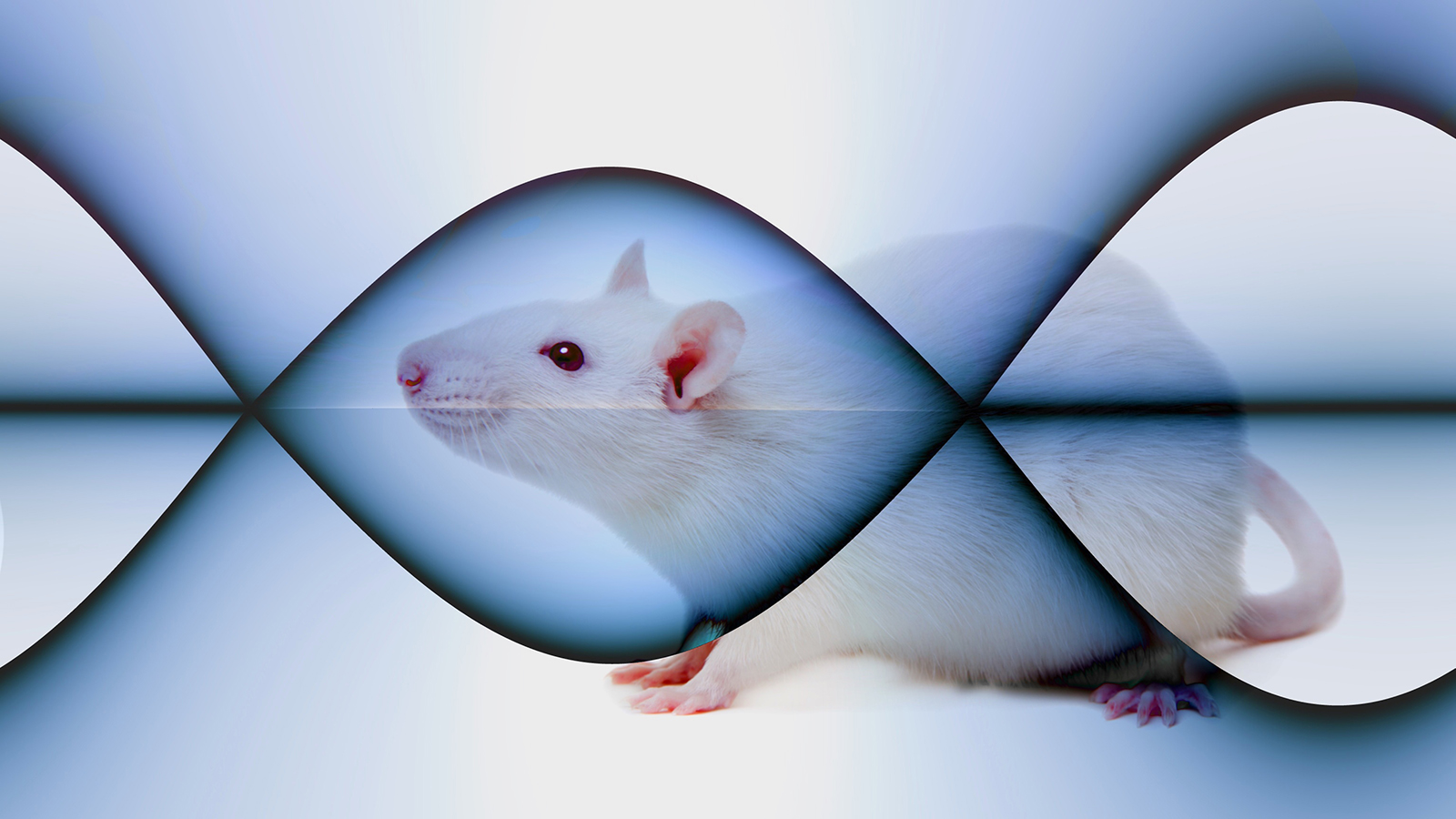 Scientists use ultrasound to control brain cells in animals