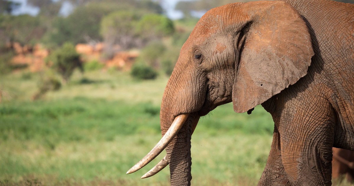 Elephant tusk DNA is used to expose poaching networks