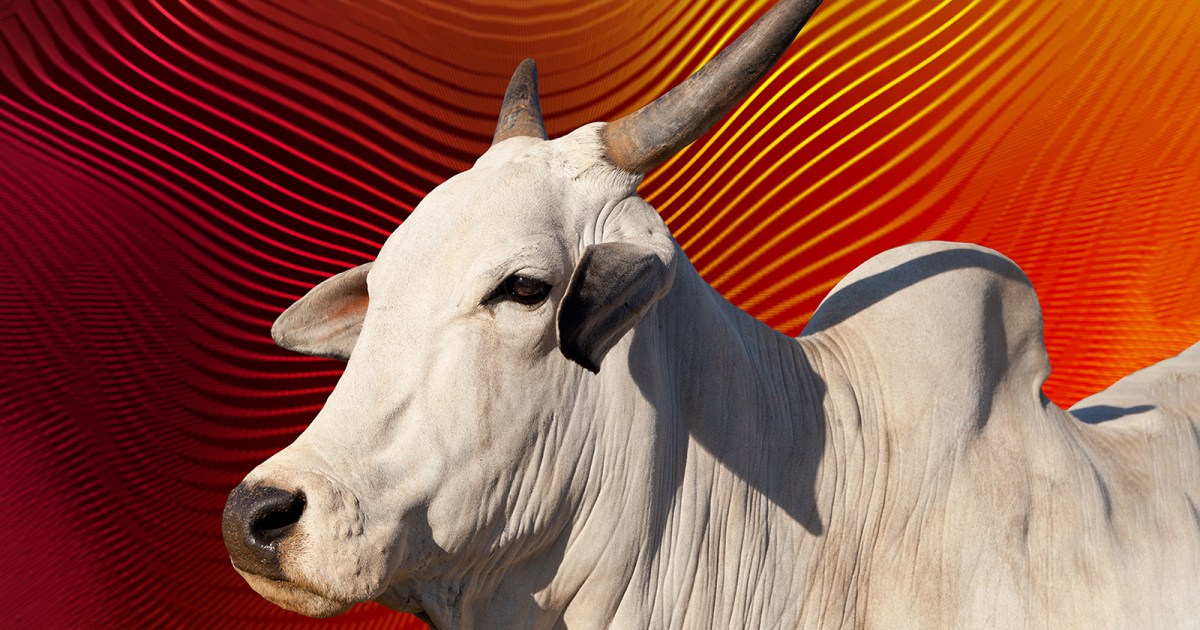 CRISPR cattle cleared for the first time by FDA