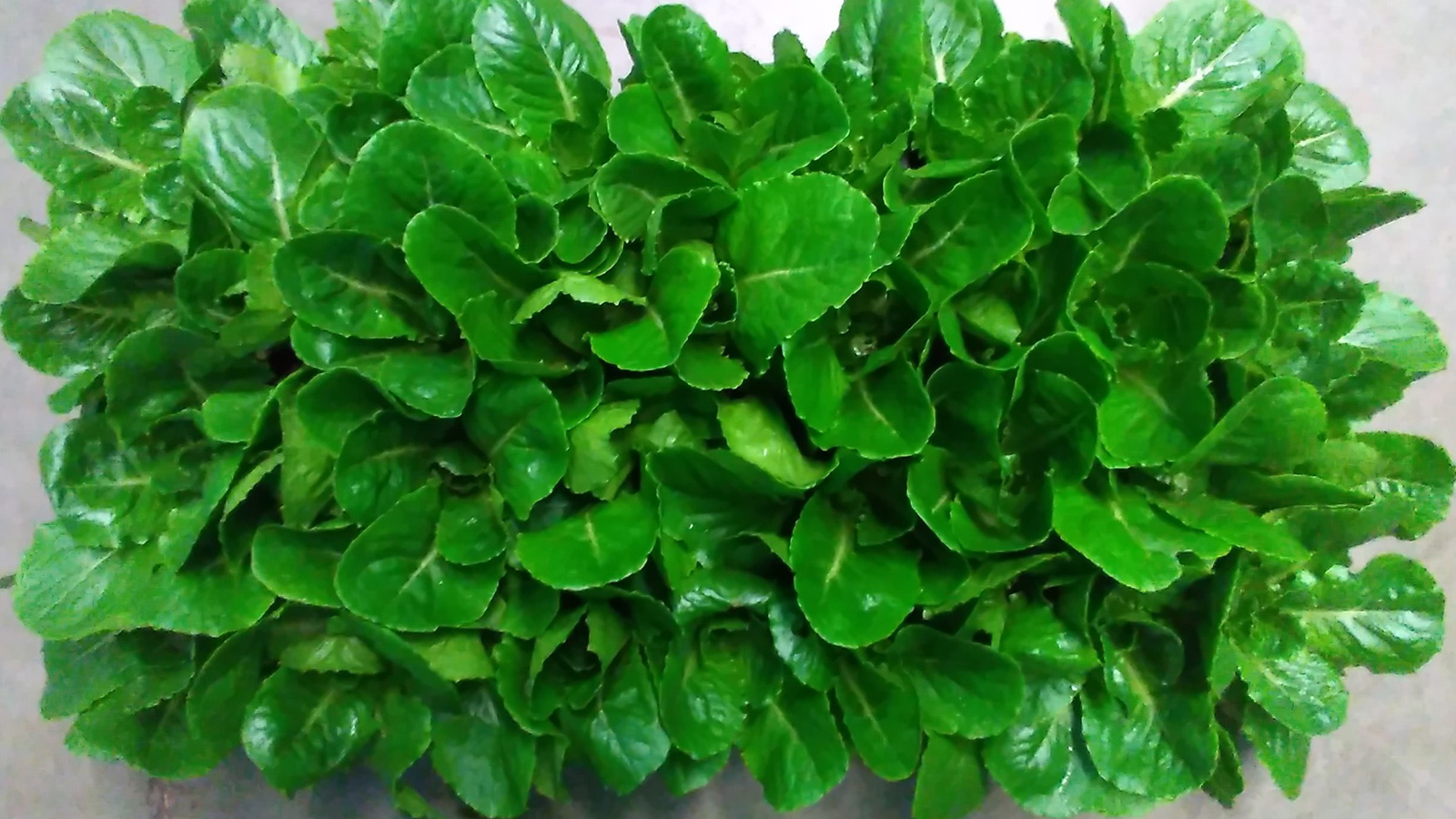 Space lettuce engineered to stimulate bone growth