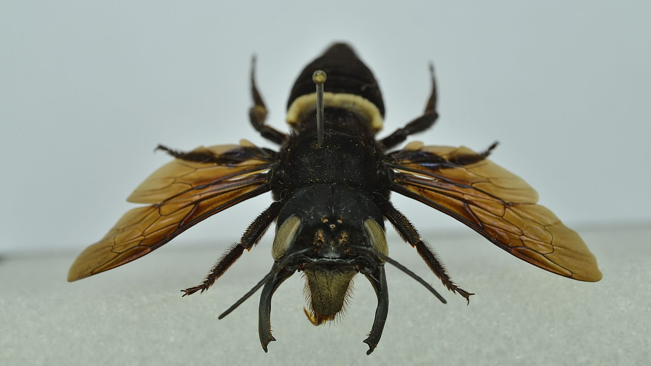World’s largest bee, thought to be extinct, found in Indonesia
