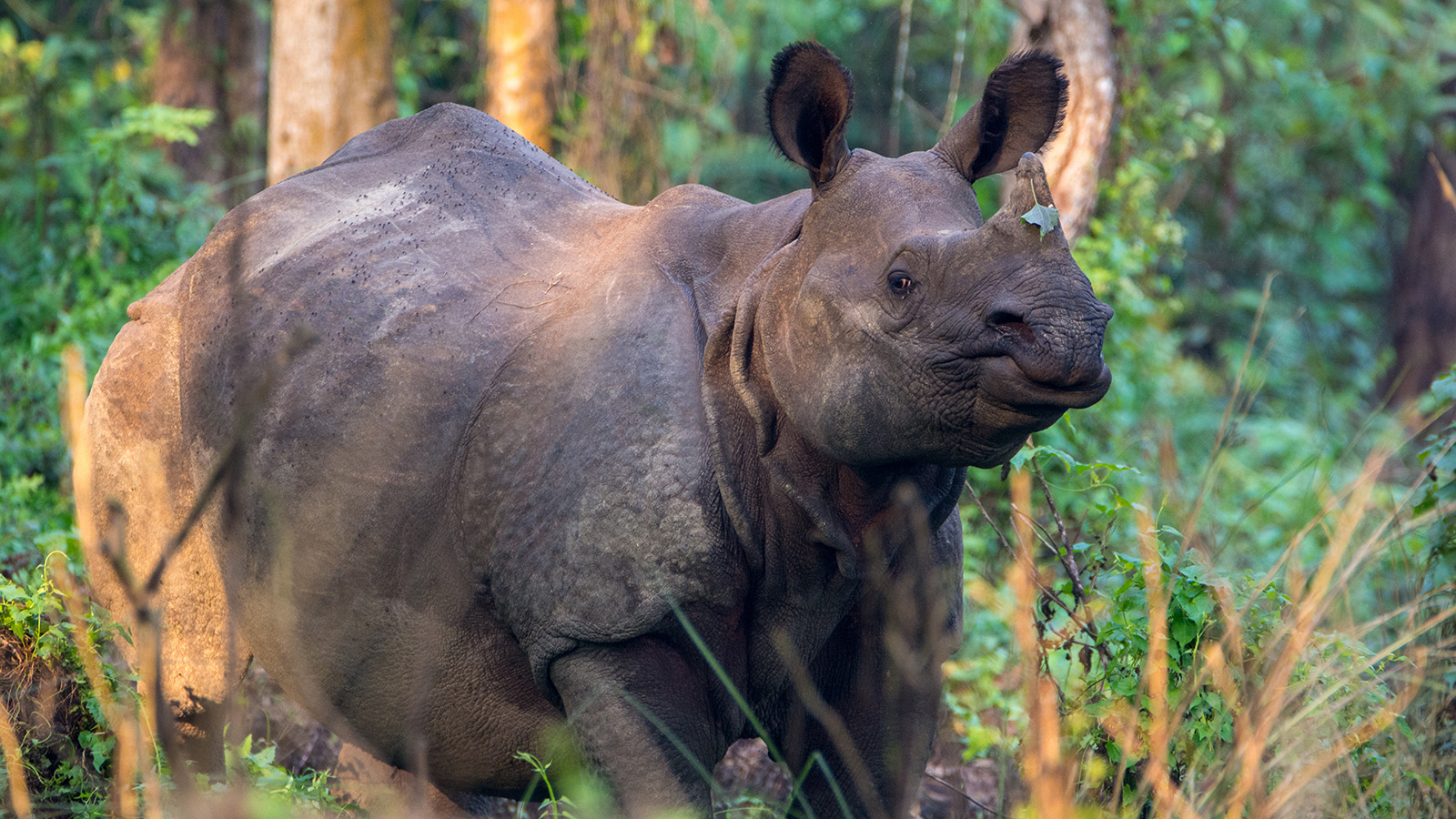 One-horned rhino population increases by 200 in four years
