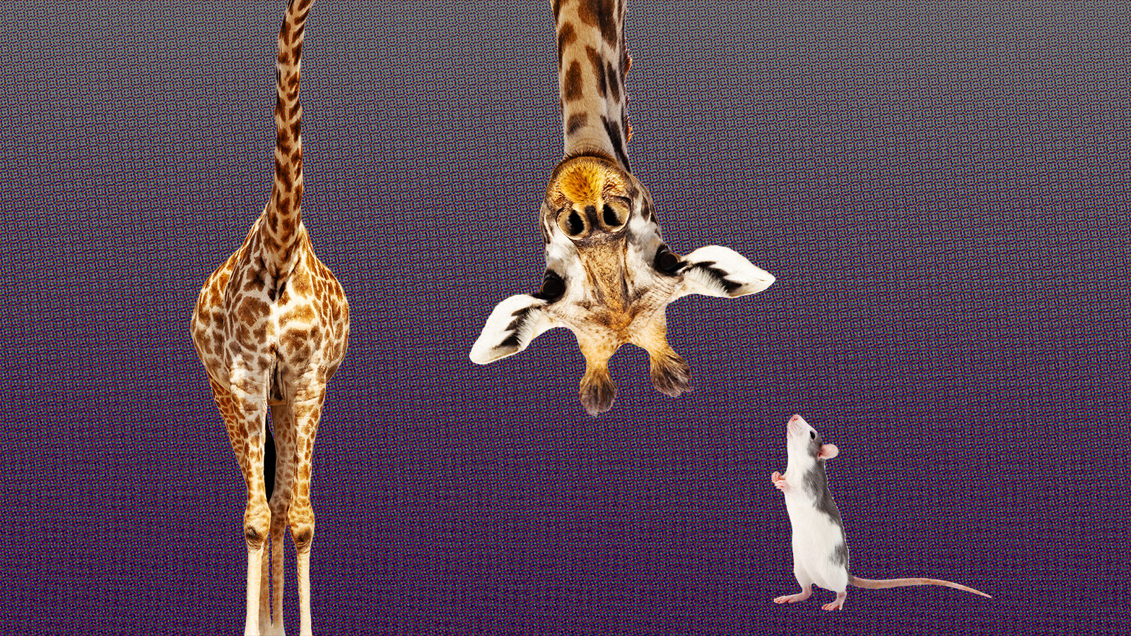 Mutations in 16 species reveal clues to human aging