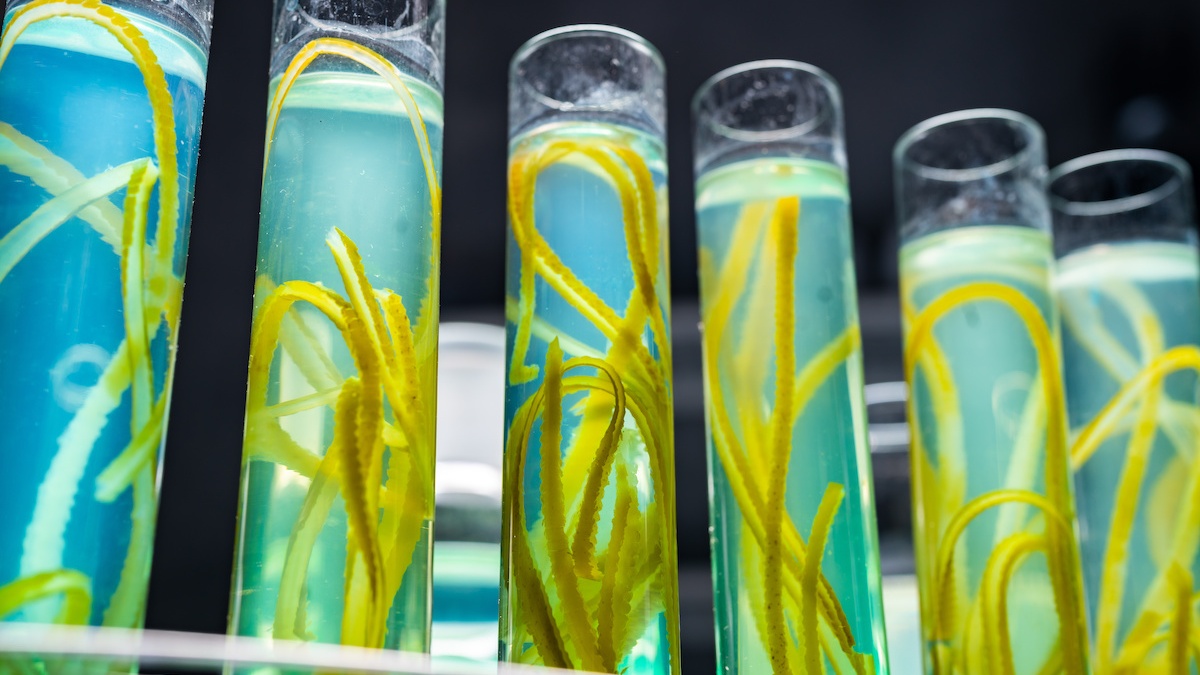 What future foods will we be eating in 2050?