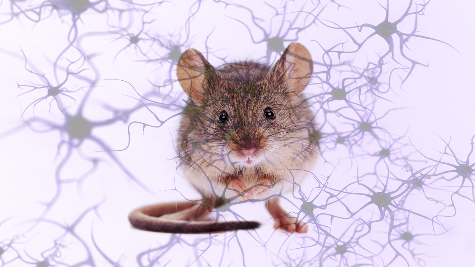 Infusion of young brain fluid revives memory in older mice