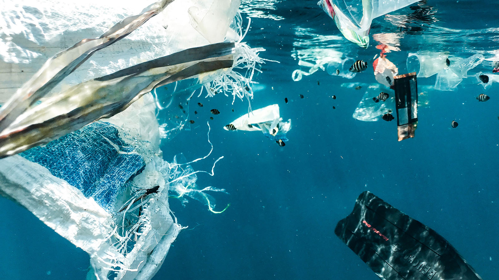 Why haven’t plastic-eating bacteria fixed the plastic problem yet?