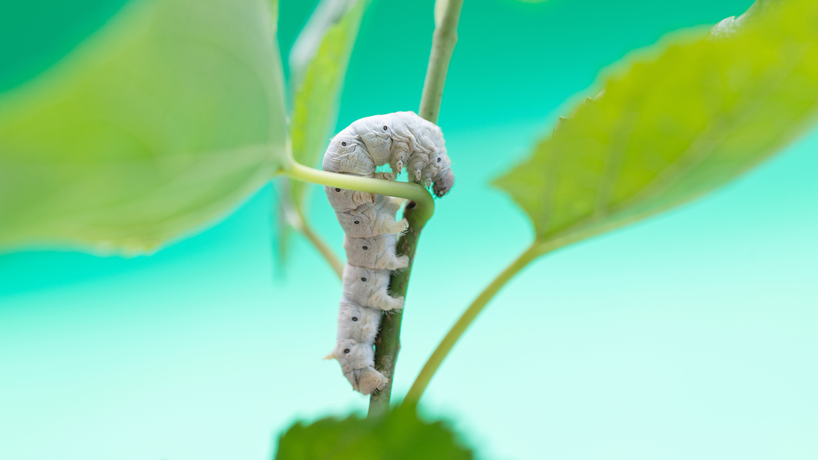 Silkworms Could One Day Repair Human Tendons Stronger Than Before silkworms-could-one-day-repair-human-tendons-stronger-than-before