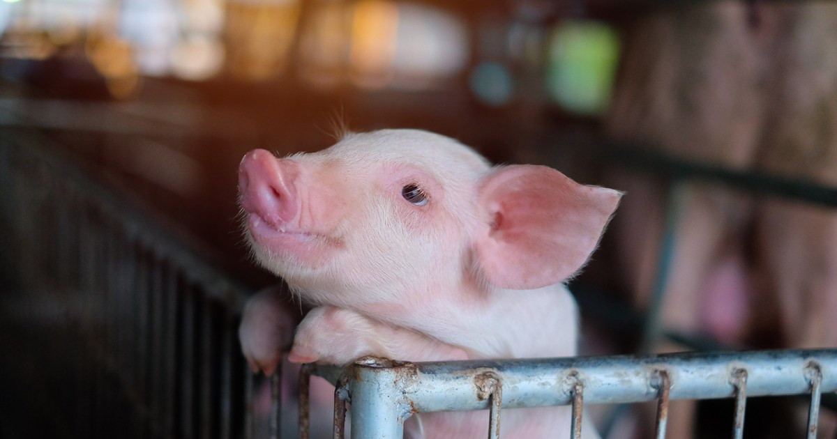 Chinese robot clones pigs with no human help