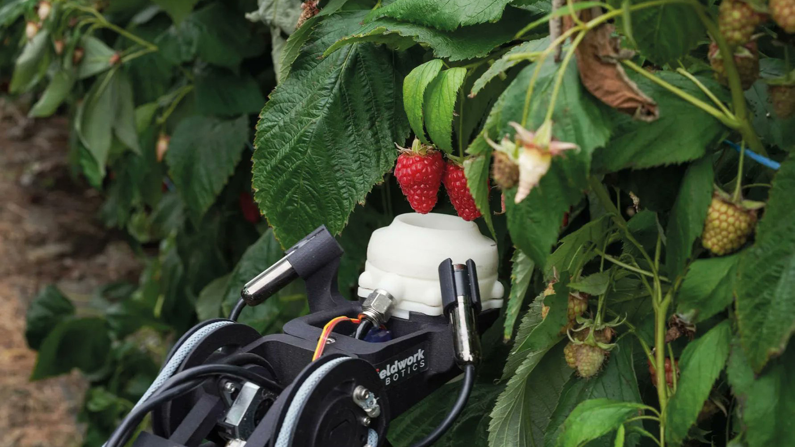 New harvesting robots are gentle enough to pick this fruit