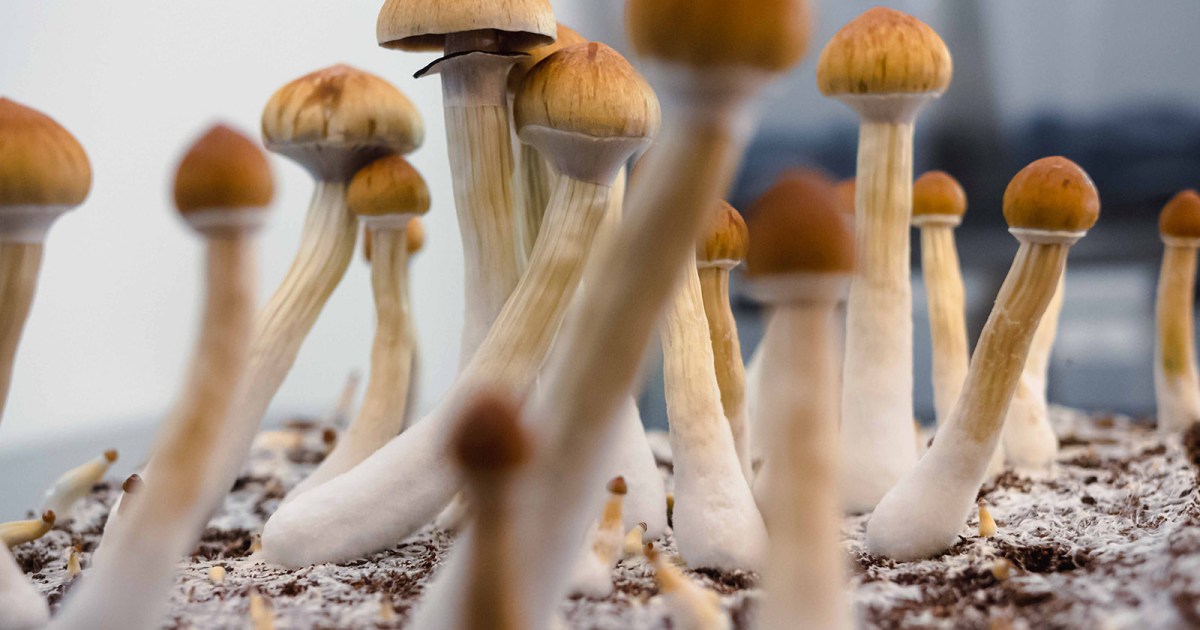 The first FDA-approved clinical trial of psilocin has begun