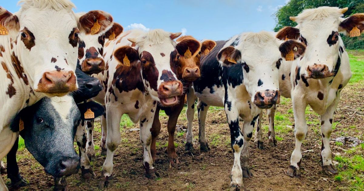 Feeding insects to cattle could make meat production more sustainable
