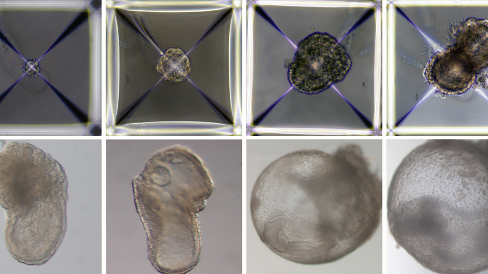 Mouse embryos with beating hearts have been created entirely in the lab