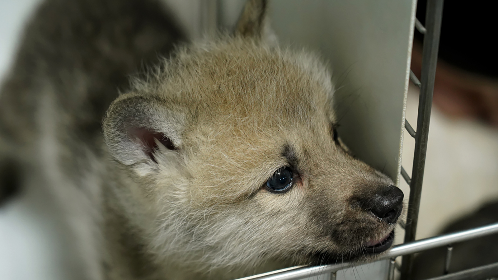 World's first cloned arctic wolf is now 100 days old