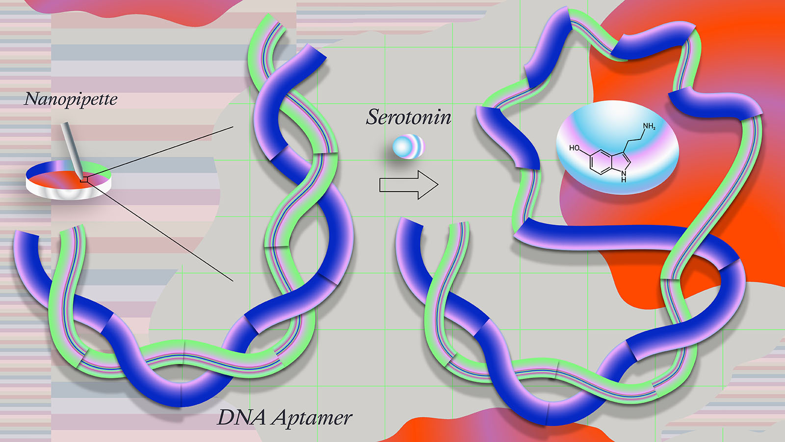 Shape-shifting DNA is helping researchers decode the human brain