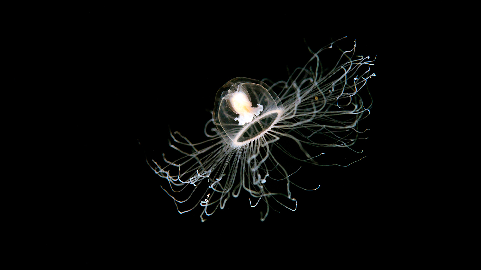 The genome of the immortal jellyfish has been sequenced