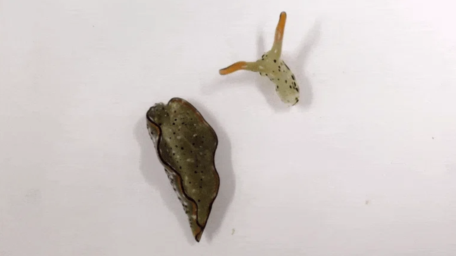 Scientists discover slug that can decapitate itself, grow new body