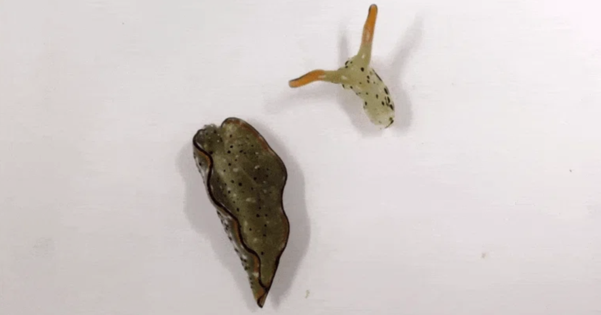 Scientists discover slug that can decapitate itself, grow new body