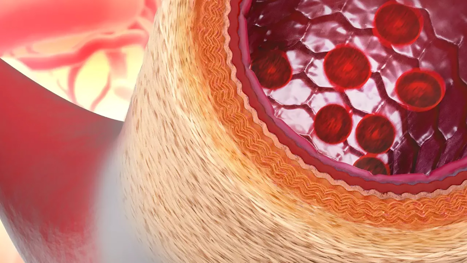 Australian researchers have manufactured a living blood vessel