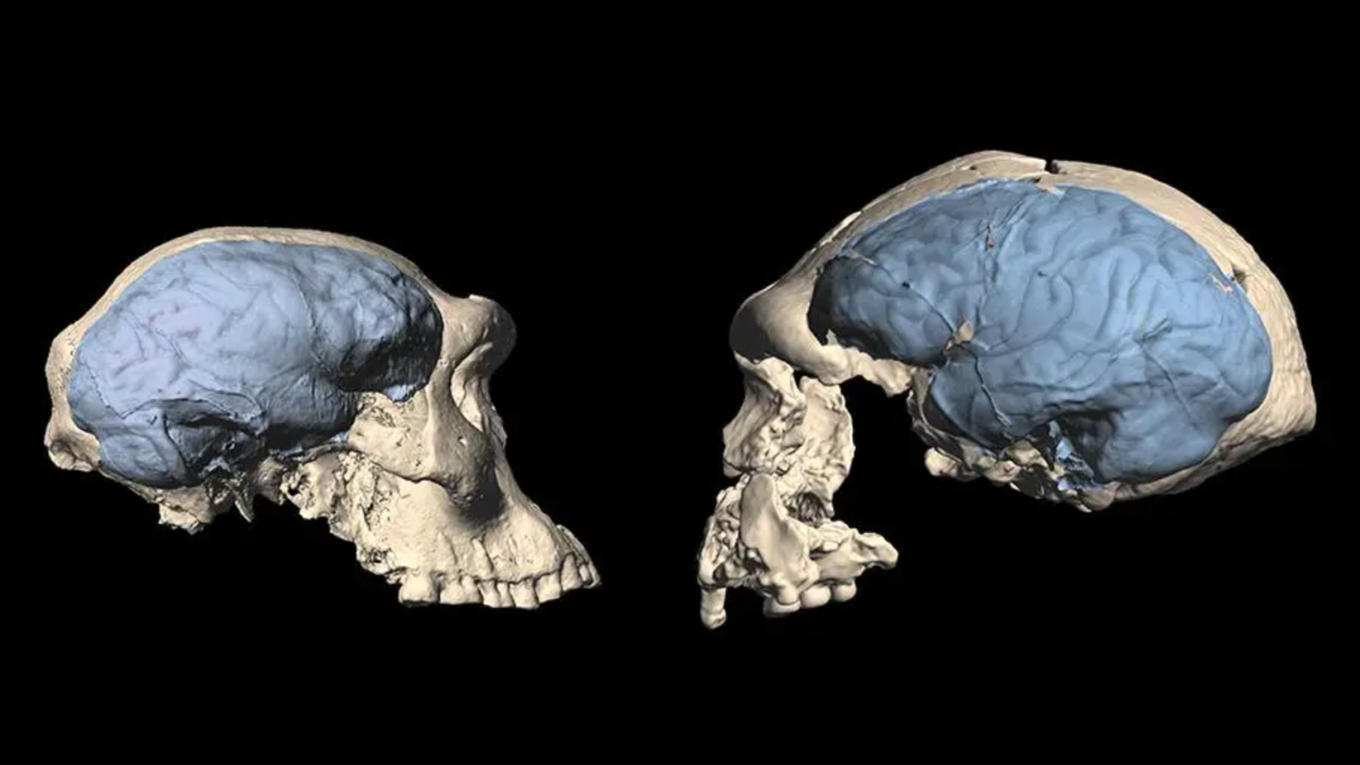 Our ancestors first developed humanlike brains 1.7 million years ago