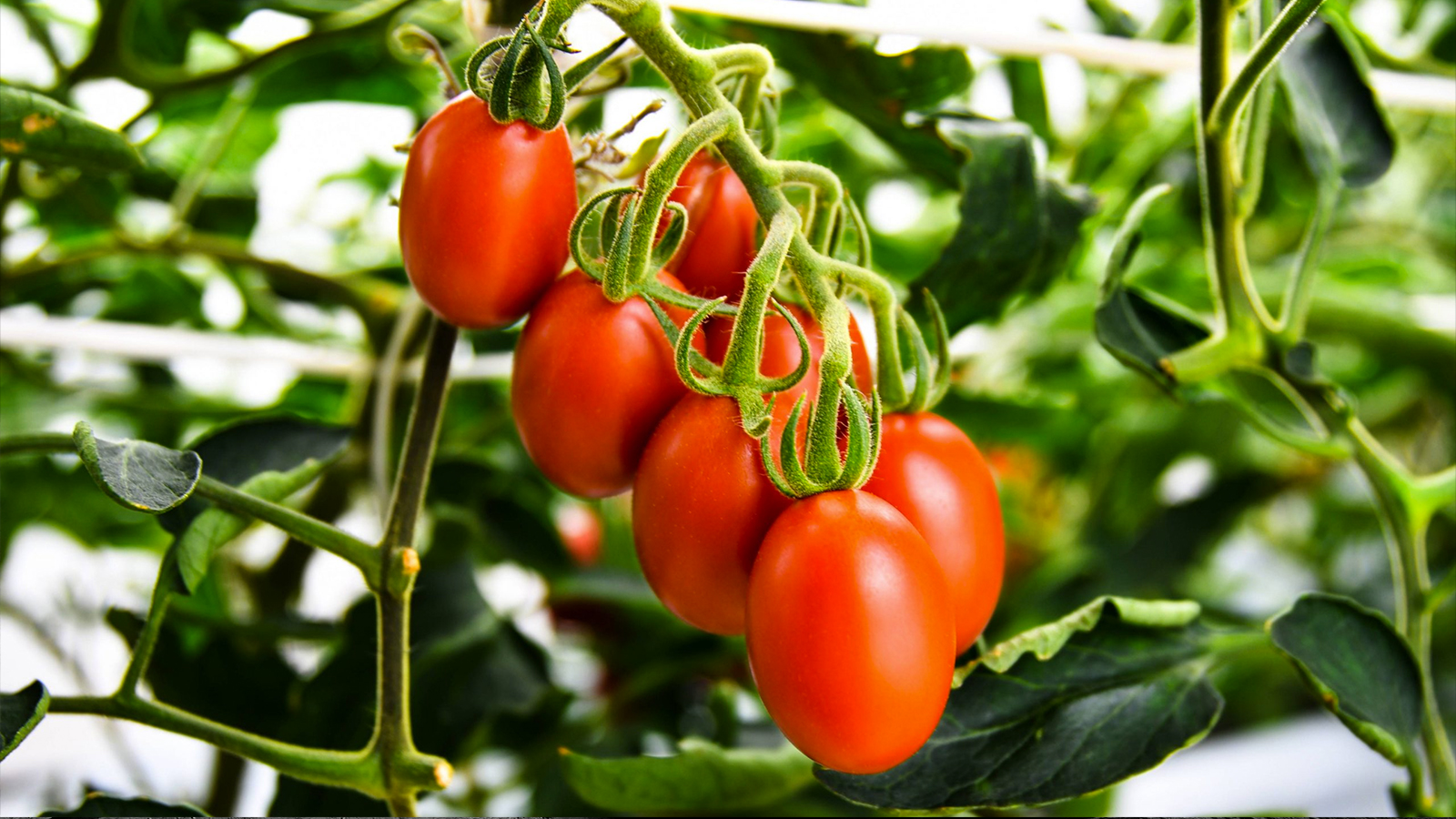 7 ways CRISPR is shaping the future of food