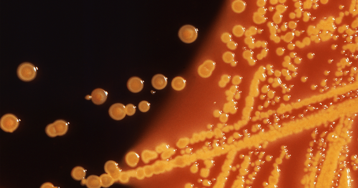 Engineered bacteria may fight this brain-damaging genetic disorder