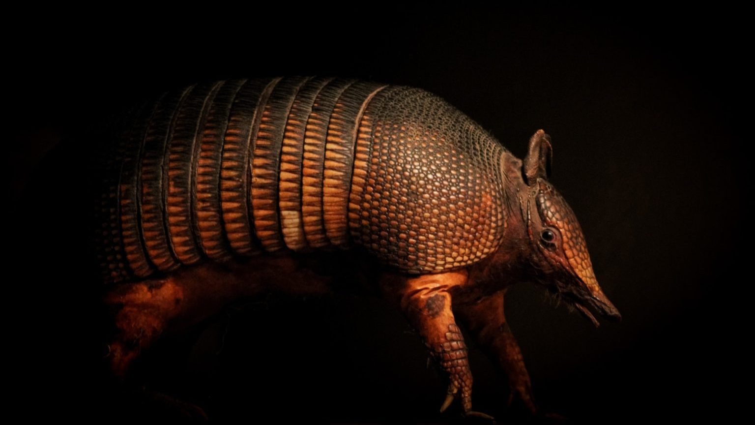 Armadillo experiment suggests that we can regenerate human livers with ...