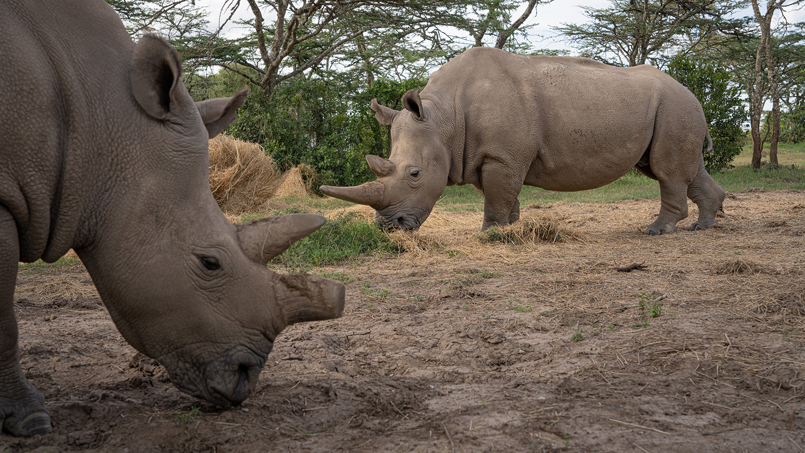 Stem cell breakthrough could save the northern white rhino