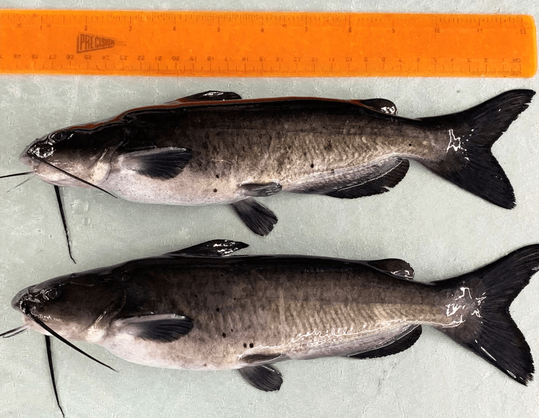 Scientists use CRISPR to add an alligator gene into catfish