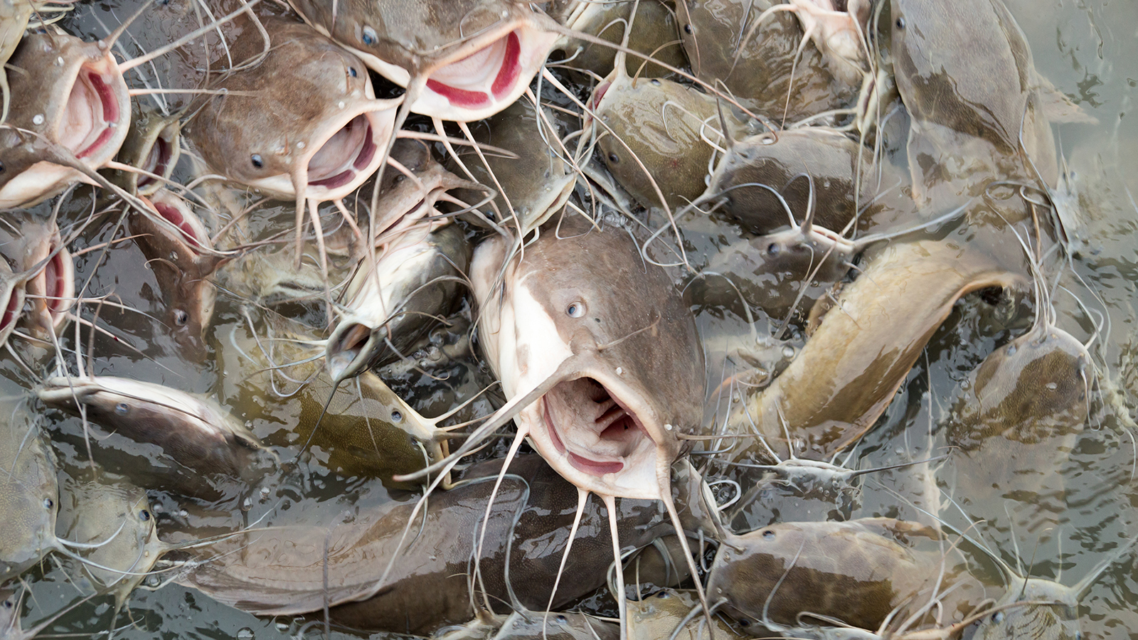 Scientists use CRISPR to add an alligator gene into catfish