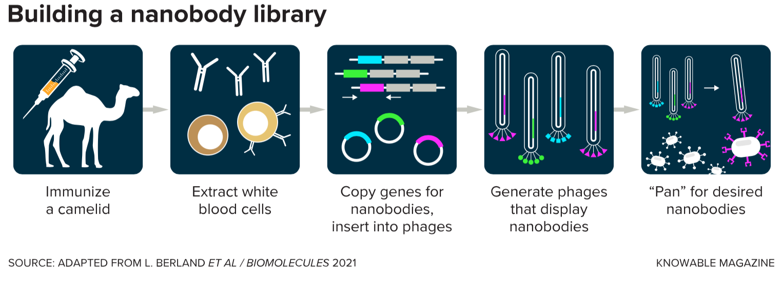 Small wonders: The antibodies from camels and sharks that could change ...