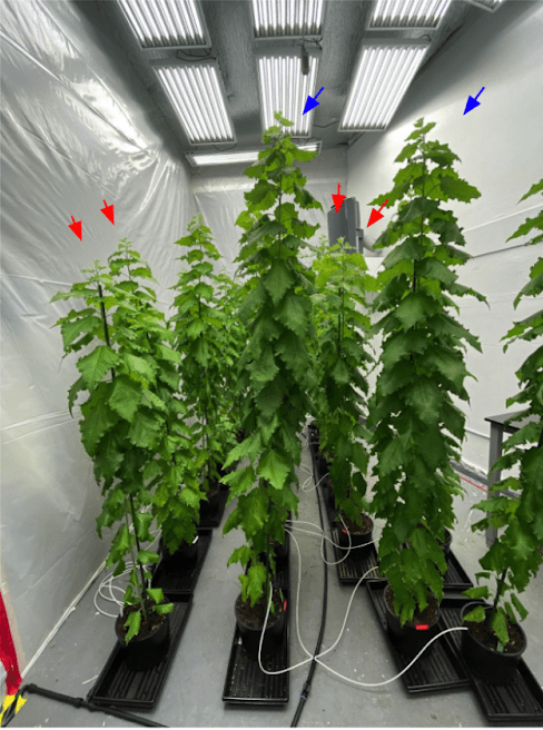 Startup plants first GMO trees designed for carbon removal