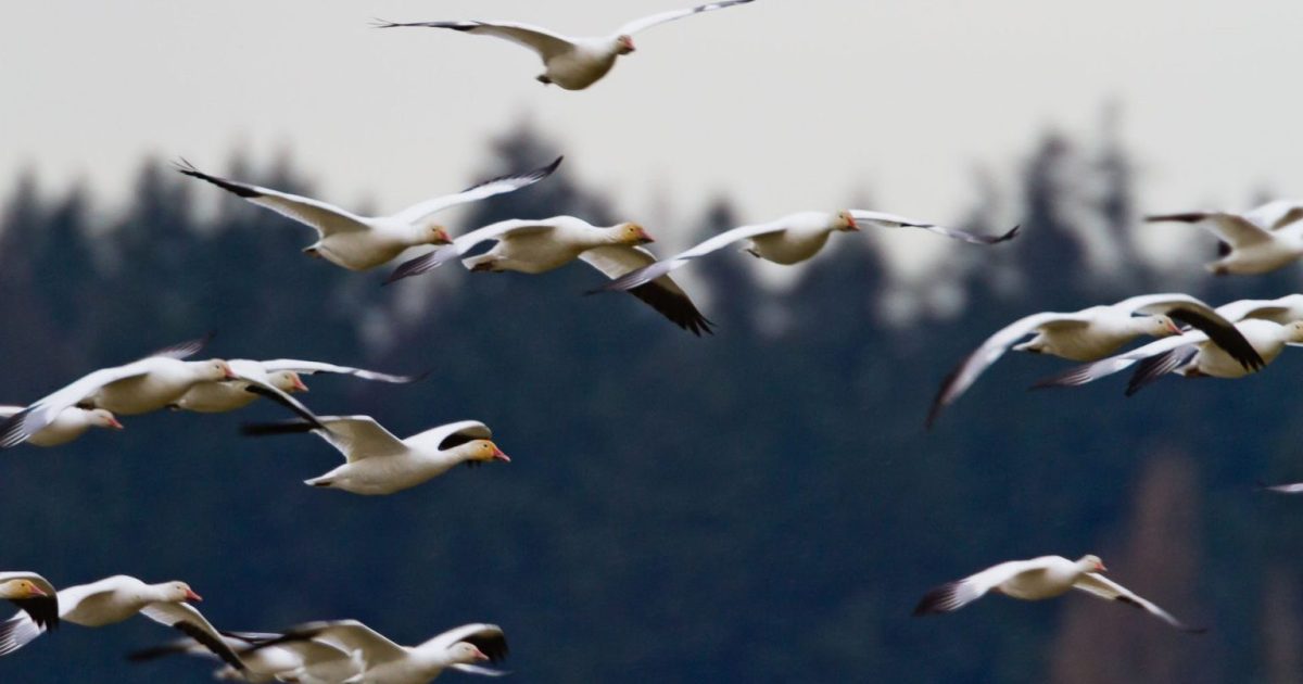 As bird flu spreads in the US and worldwide, what’s the risk that it ...